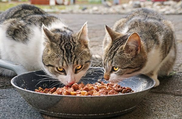 How to (Safely & Effectively) Change Your Cat's Food | Lenexa Vet ...
